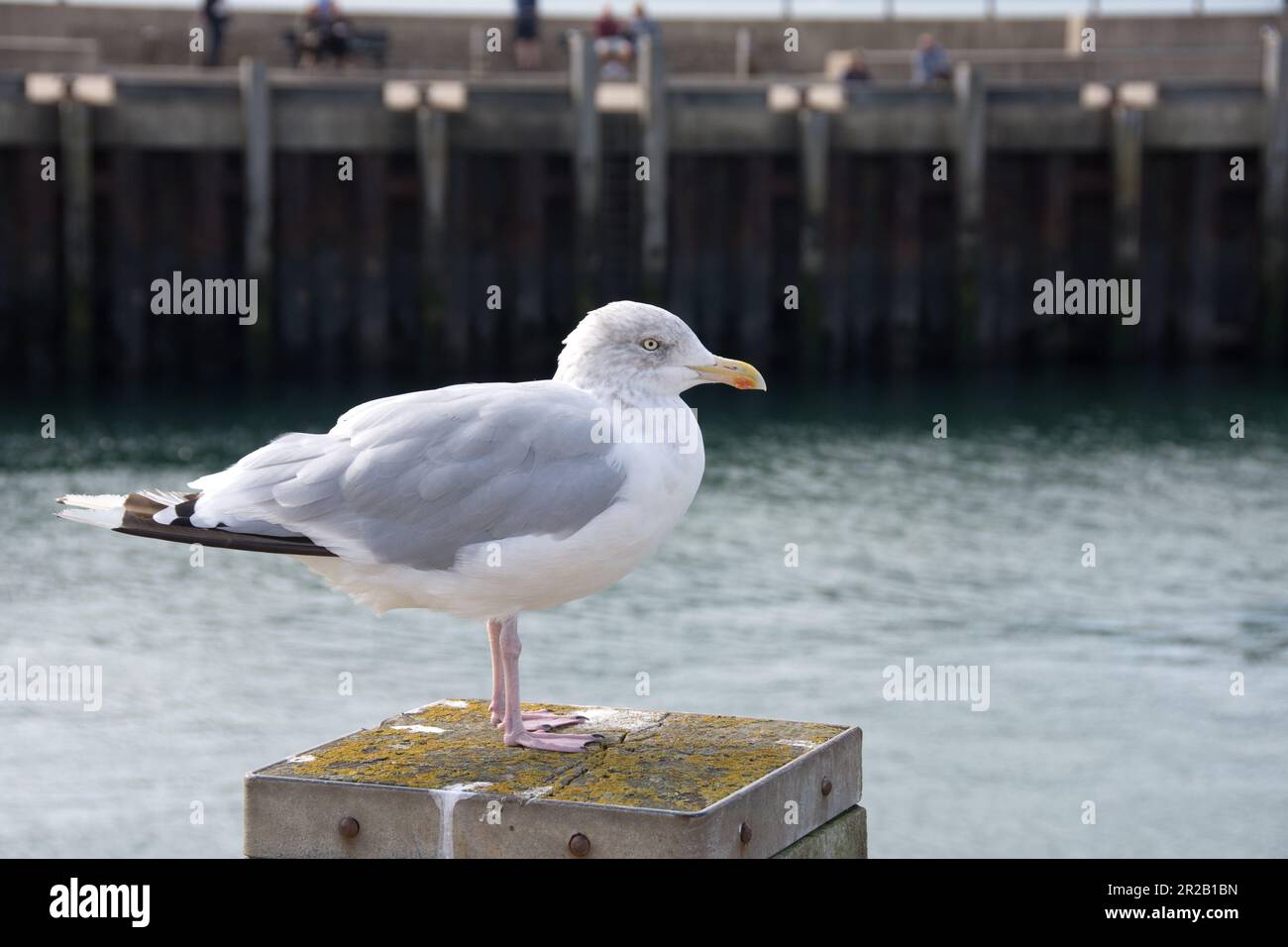 Seagull sitting a post by water Stock Photo - Alamy