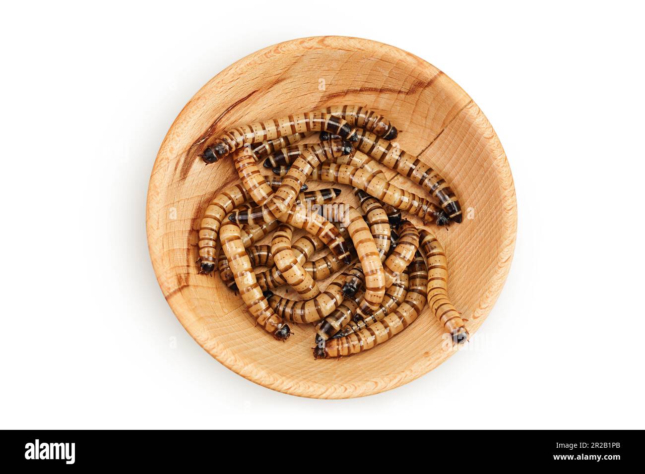 Superworm larvae hi-res stock photography and images - Alamy