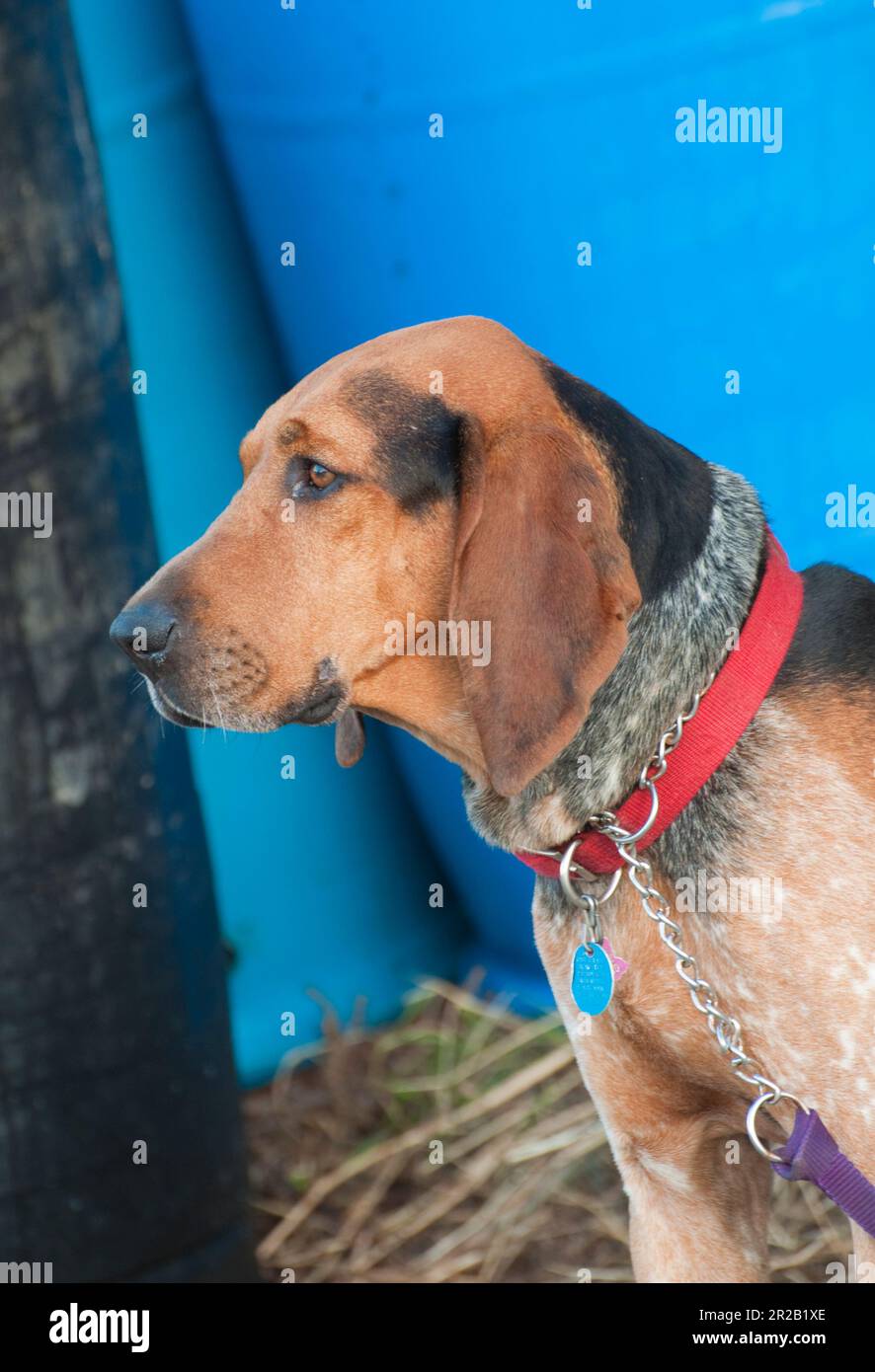 Brown dog looking to the left. Blue background Stock Photo - Alamy