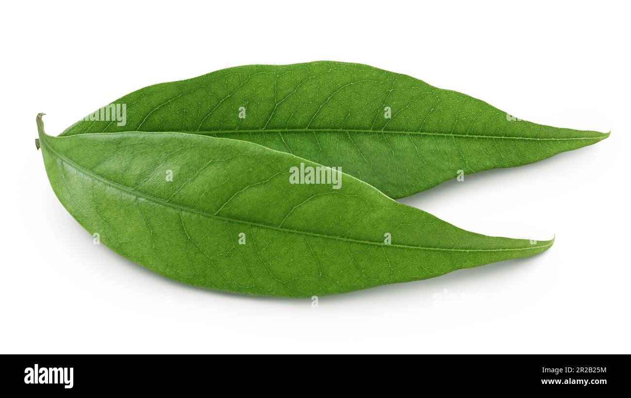 Green lychee leaf isolated on a white background Stock Photo - Alamy