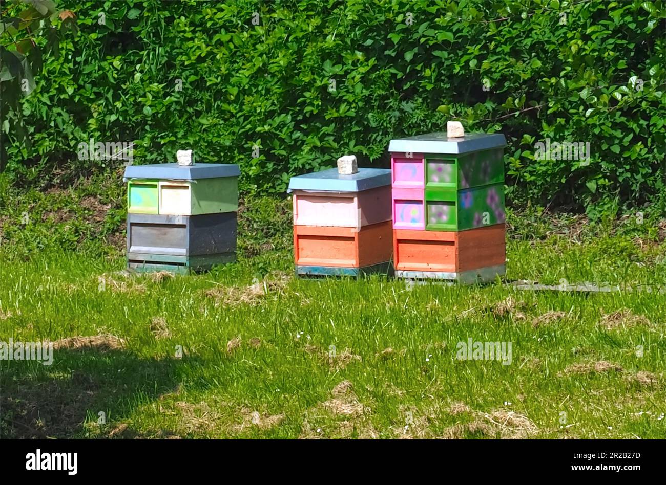 Colorful beehives on a meadow for honey bees Stock Photo - Alamy