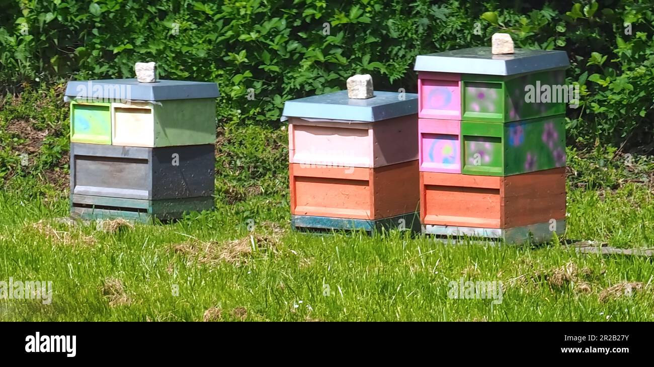 Colorful beehives on a meadow for honey bees Stock Photo - Alamy