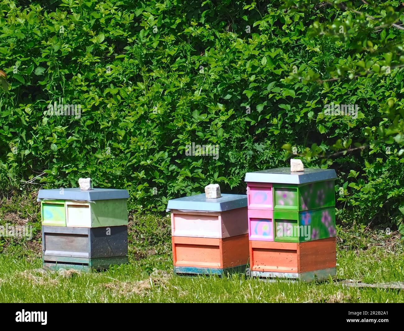 Colorful beehives on a meadow for honey bees Stock Photo - Alamy