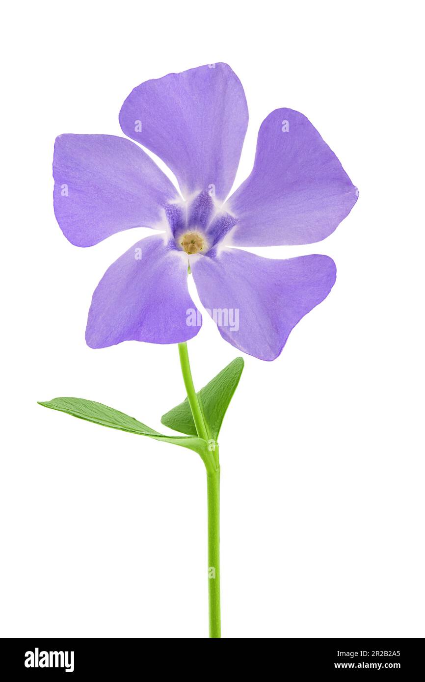 wild periwinkle flowers isolated on white background Stock Photo - Alamy