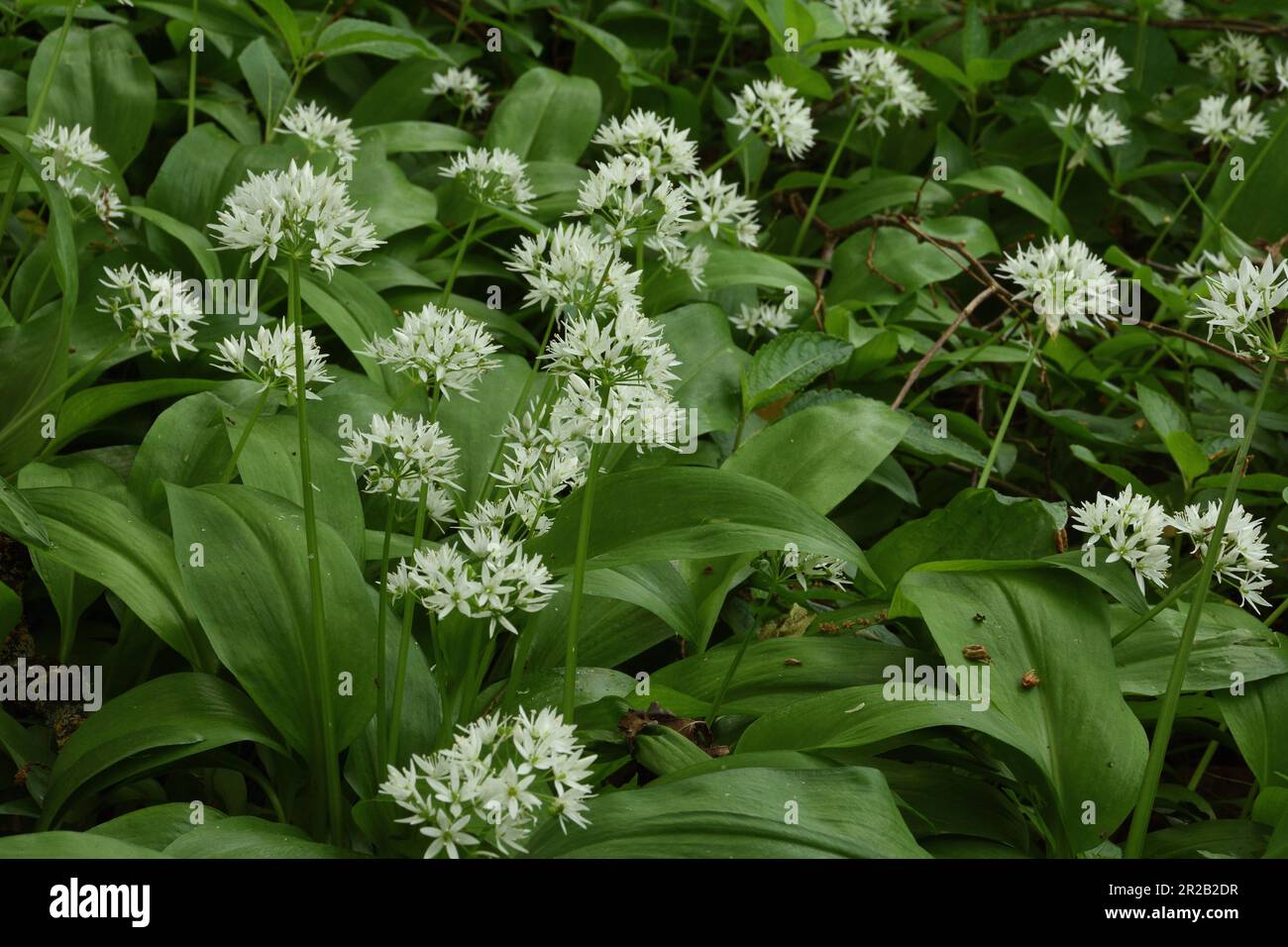 Wild garlic in the Dorset woodland Stock Photo - Alamy