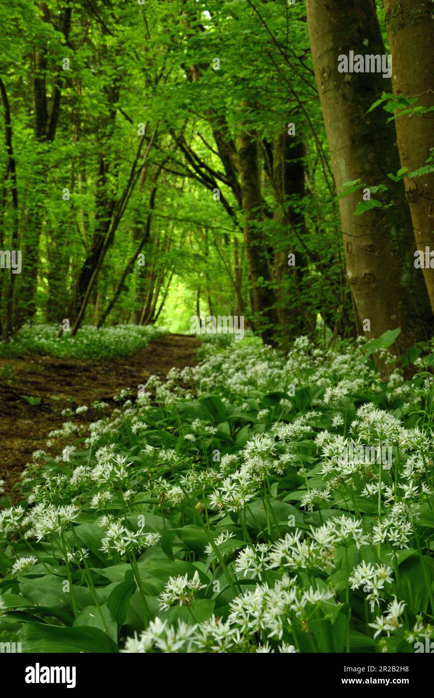 Wild garlic in the Dorset woodland Stock Photo - Alamy