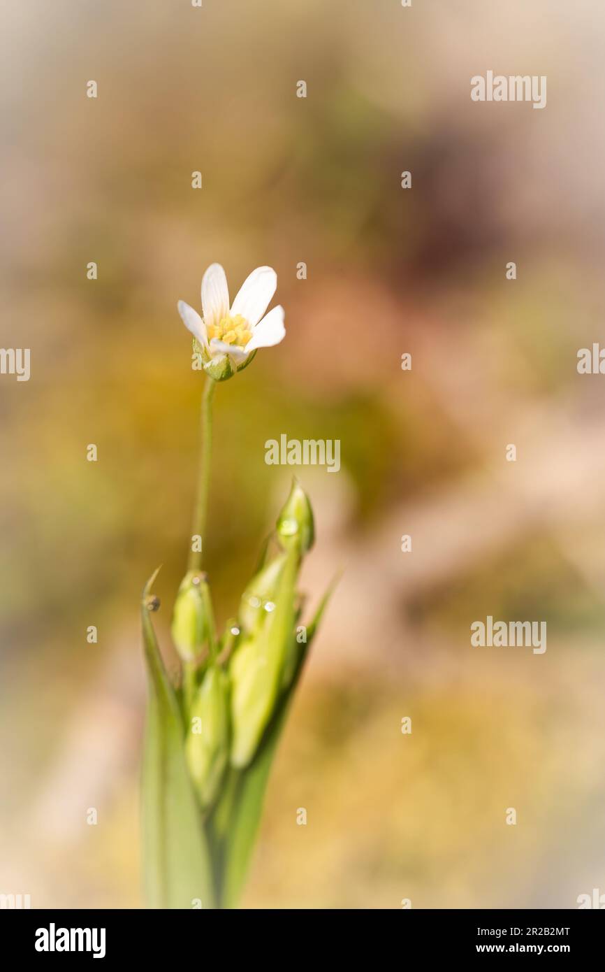 In the woodland of Heddon Valley a greater stitchwort (Stellaria ...
