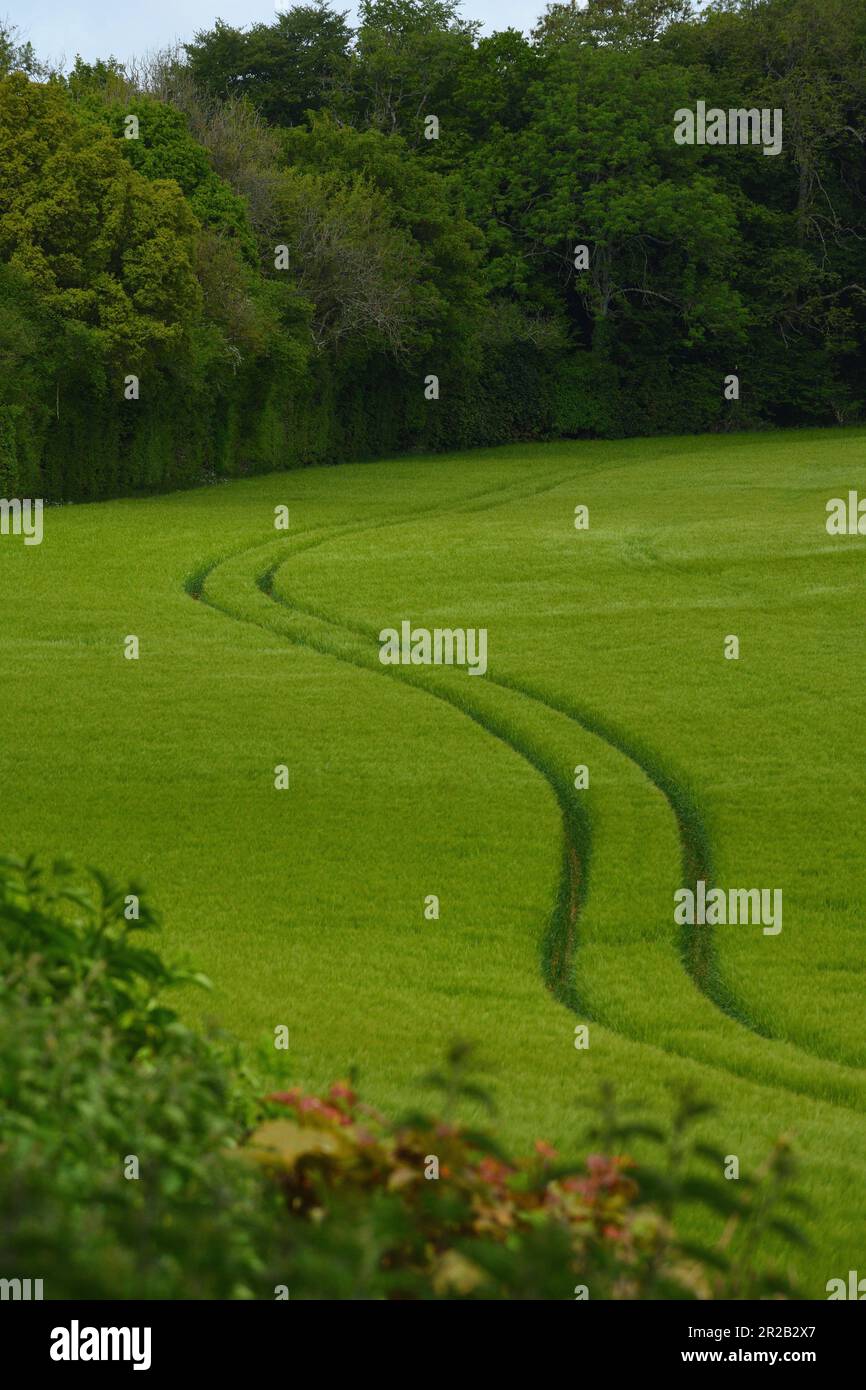 Spring barley crops on Dorset farmland Stock Photo - Alamy