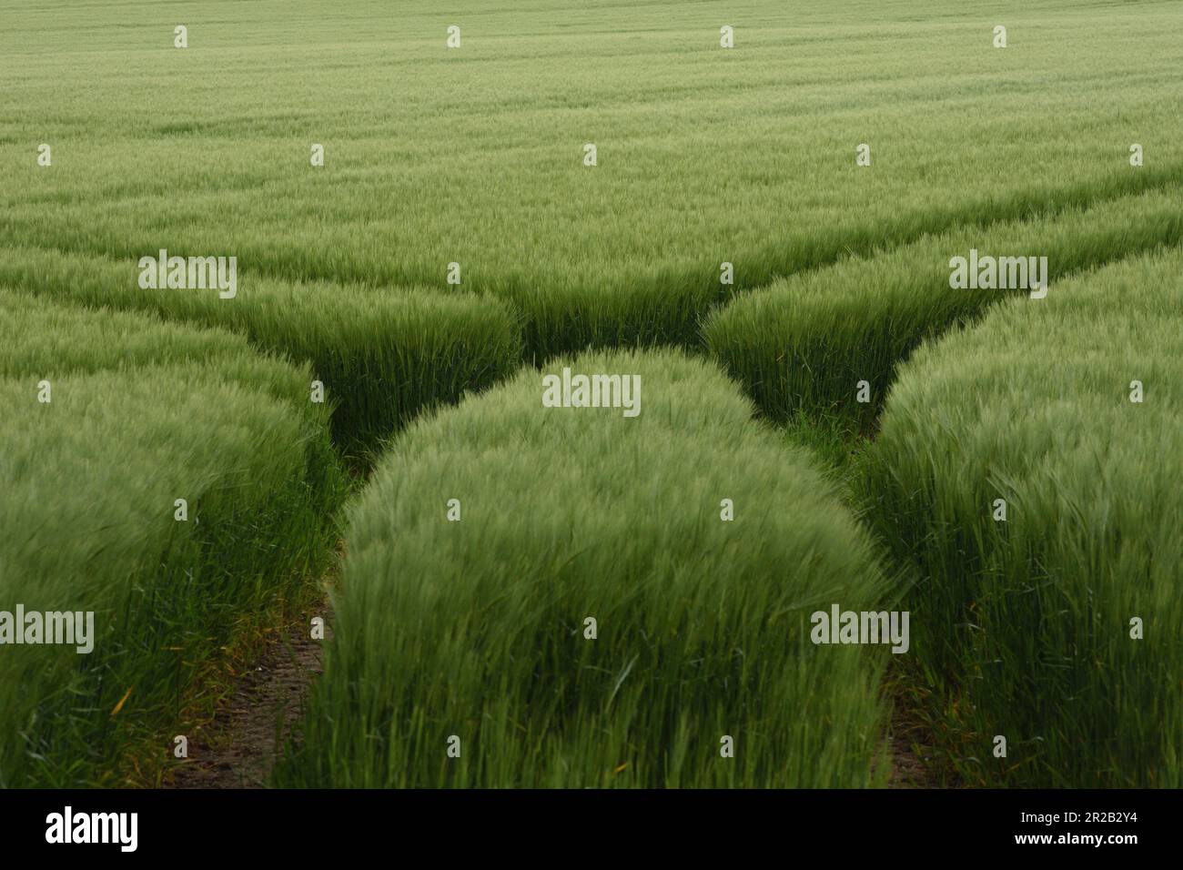 Spring barley crops on Dorset farmland Stock Photo - Alamy
