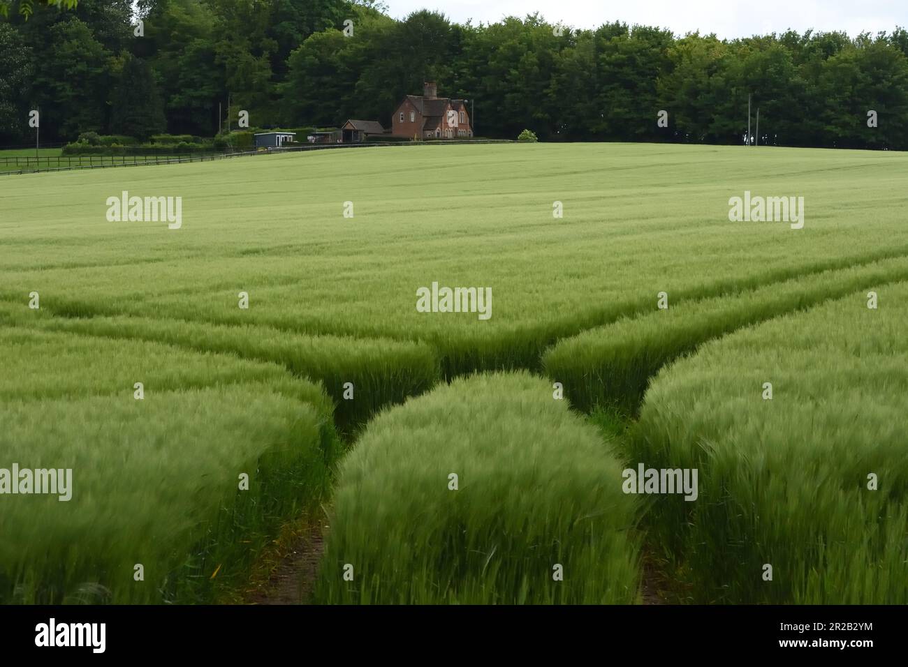 Spring barley crops on Dorset farmland Stock Photo - Alamy