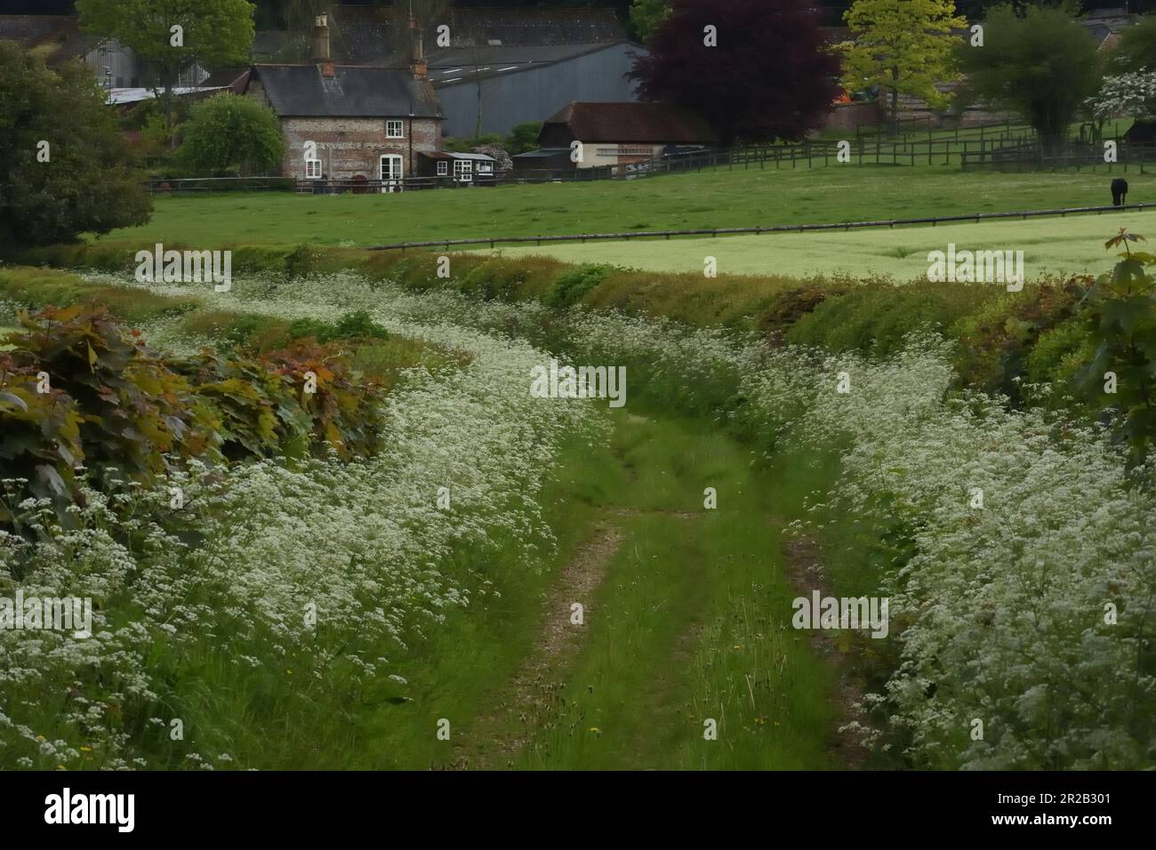 Down house farm dorset hi-res stock photography and images - Alamy