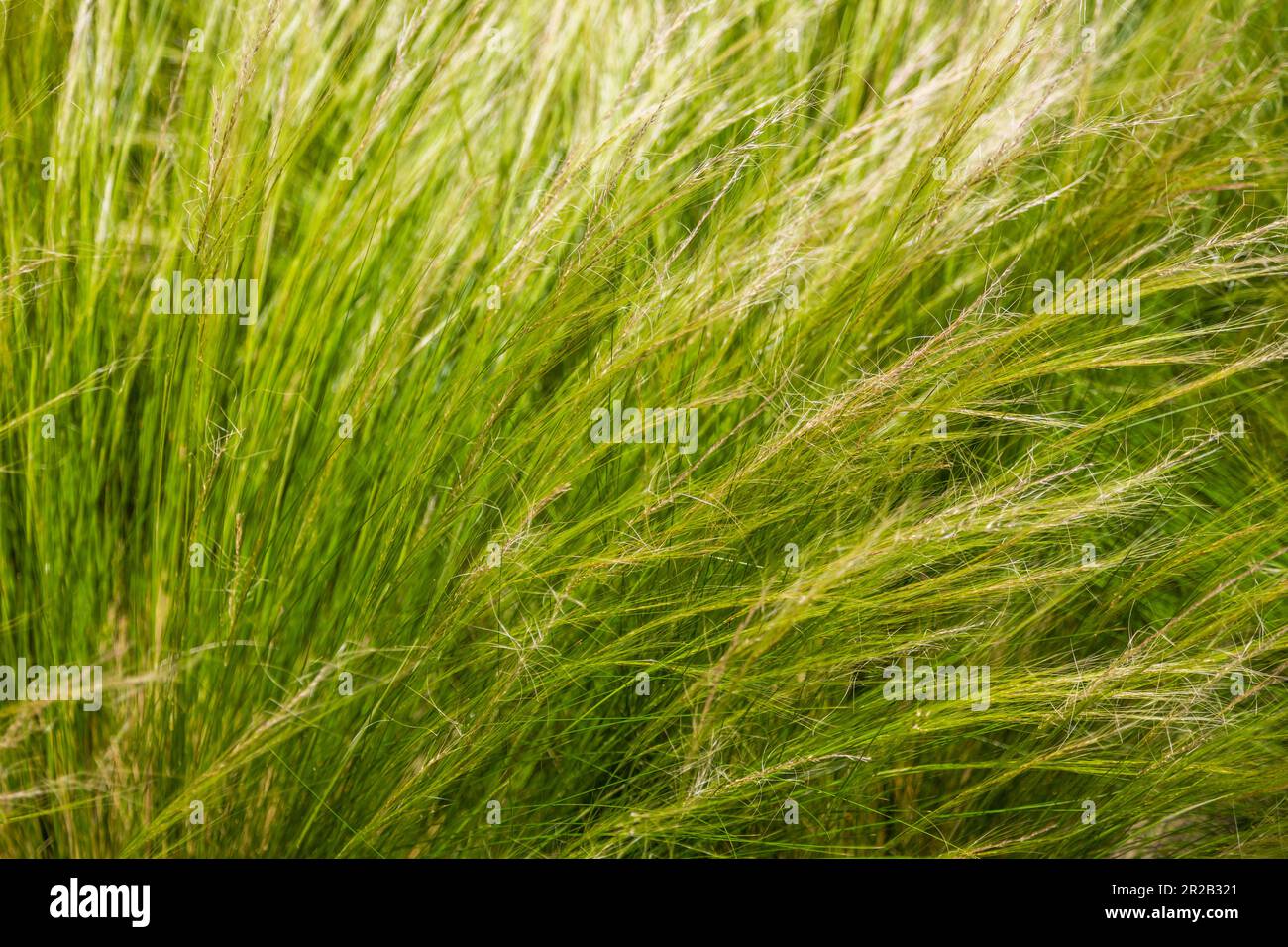 Feather grass steppe closeup. Wind blowing feather grass, green ...