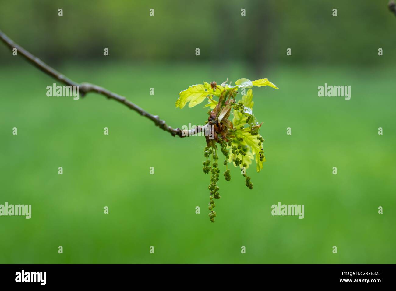 A branch of a flowering oak with young leaves and catkins in spring ...