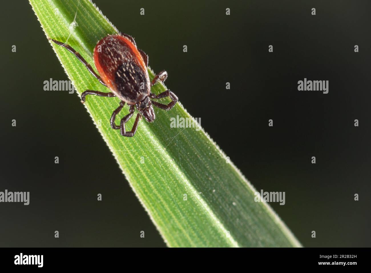 Hiding on the grasses under the trees at Heddon Valley the deer tick ...