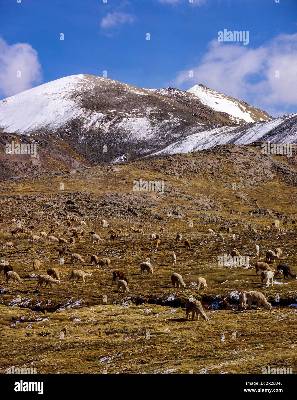 landscapes of Huancavelica region, snowy alpacas and lagoons in the ...