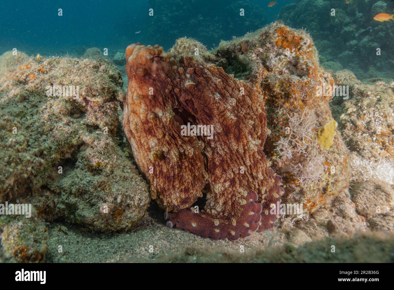 Octopus king of camouflage in the Red Sea, Eilat Israel Stock Photo - Alamy