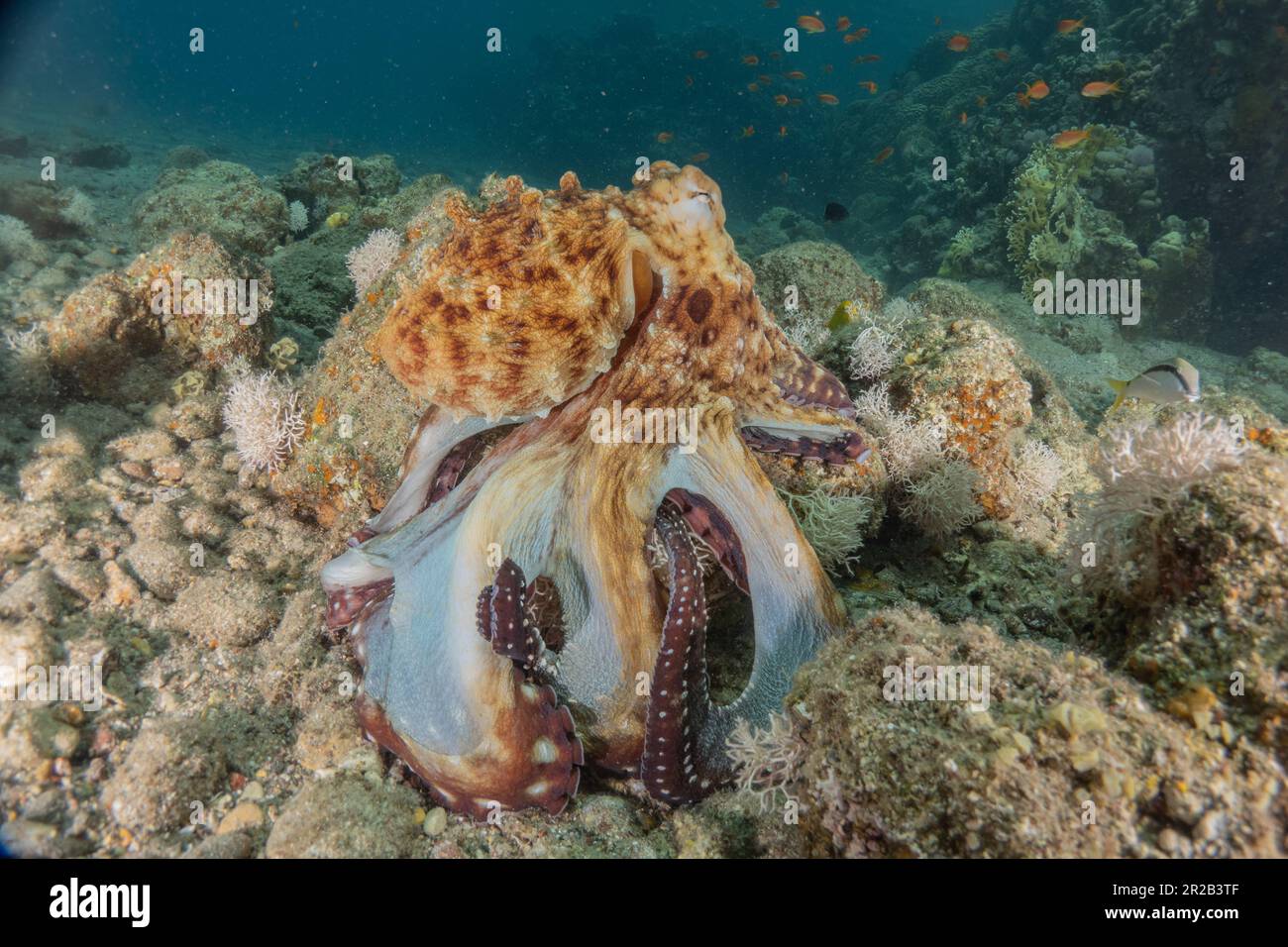 Octopus king of camouflage in the Red Sea, Eilat Israel Stock Photo - Alamy