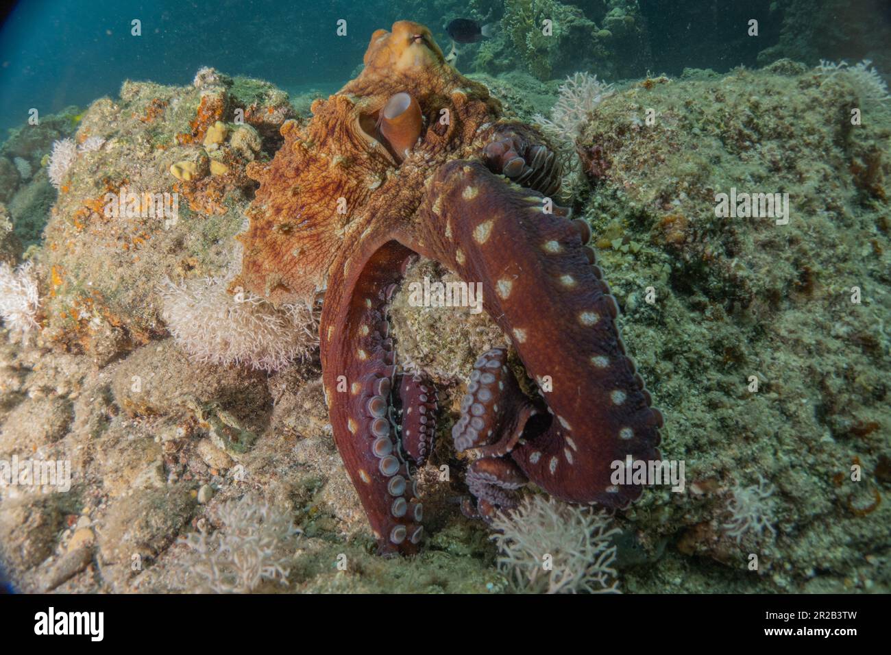 Octopus king of camouflage in the Red Sea, Eilat Israel Stock Photo - Alamy