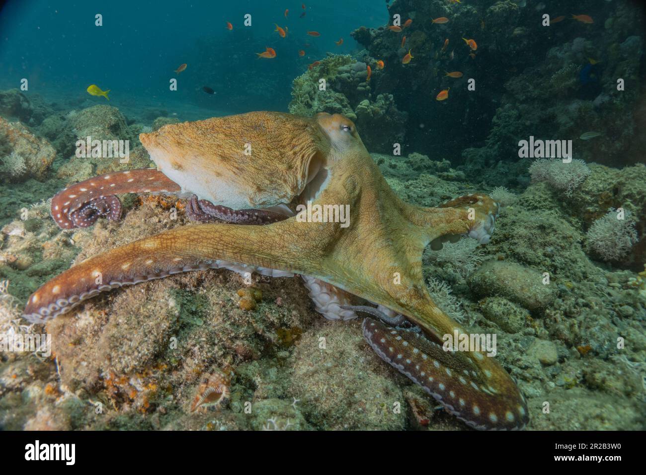 Octopus king of camouflage in the Red Sea, Eilat Israel Stock Photo - Alamy