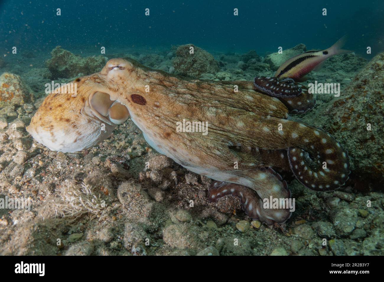 Octopus king of camouflage in the Red Sea, Eilat Israel Stock Photo - Alamy