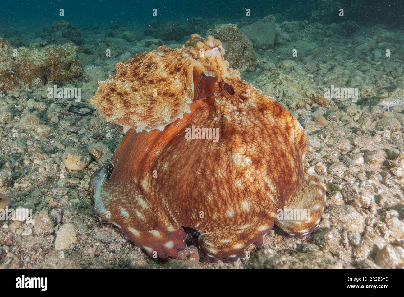 Octopus king of camouflage in the Red Sea, Eilat Israel Stock Photo - Alamy