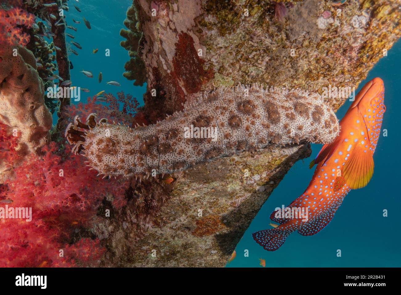 Sea cucumber in the Red Sea Colorful and beautiful, Eilat Israel Stock ...