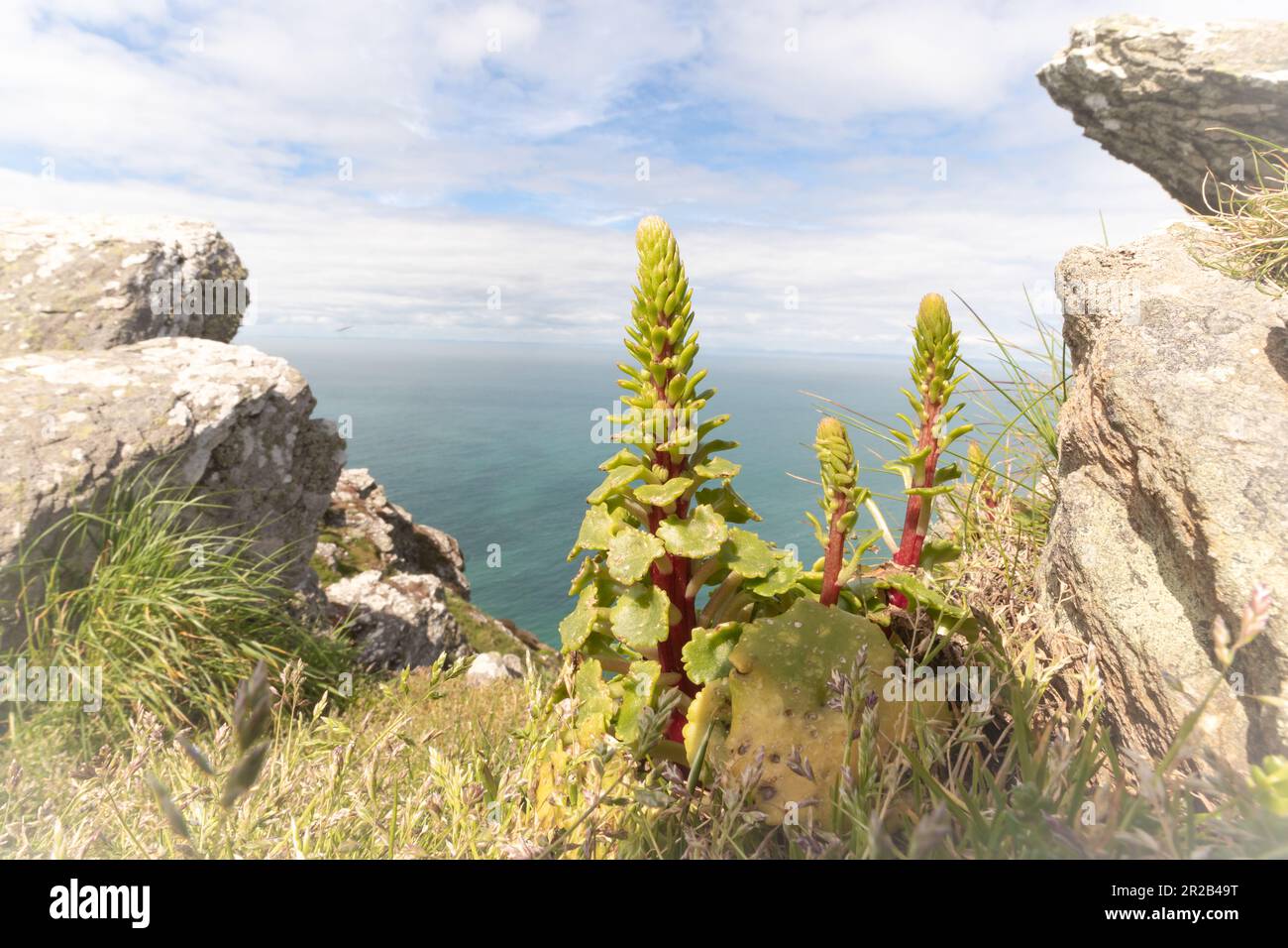 Wide angle photograph of the flower spike of a wall pennywort growing ...