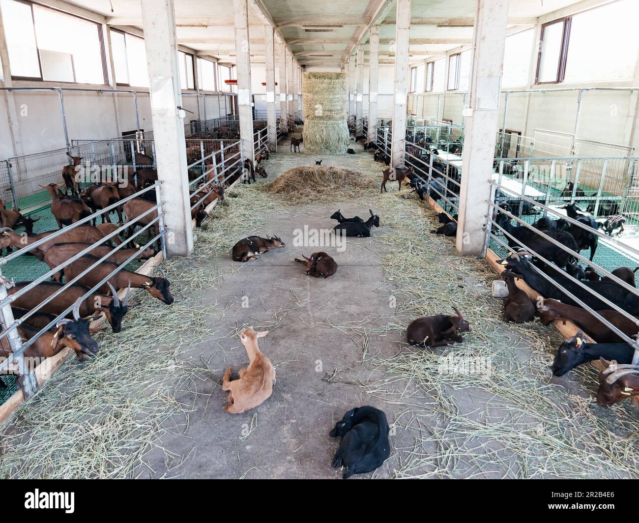 Little goatlings sleep on the floor between the paddocks with adult ...