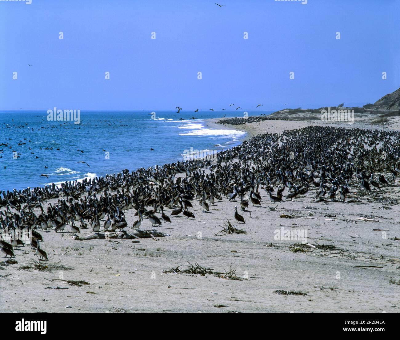 Peruvian pelican colonies on the Tumbes coast, northern Peru Stock ...