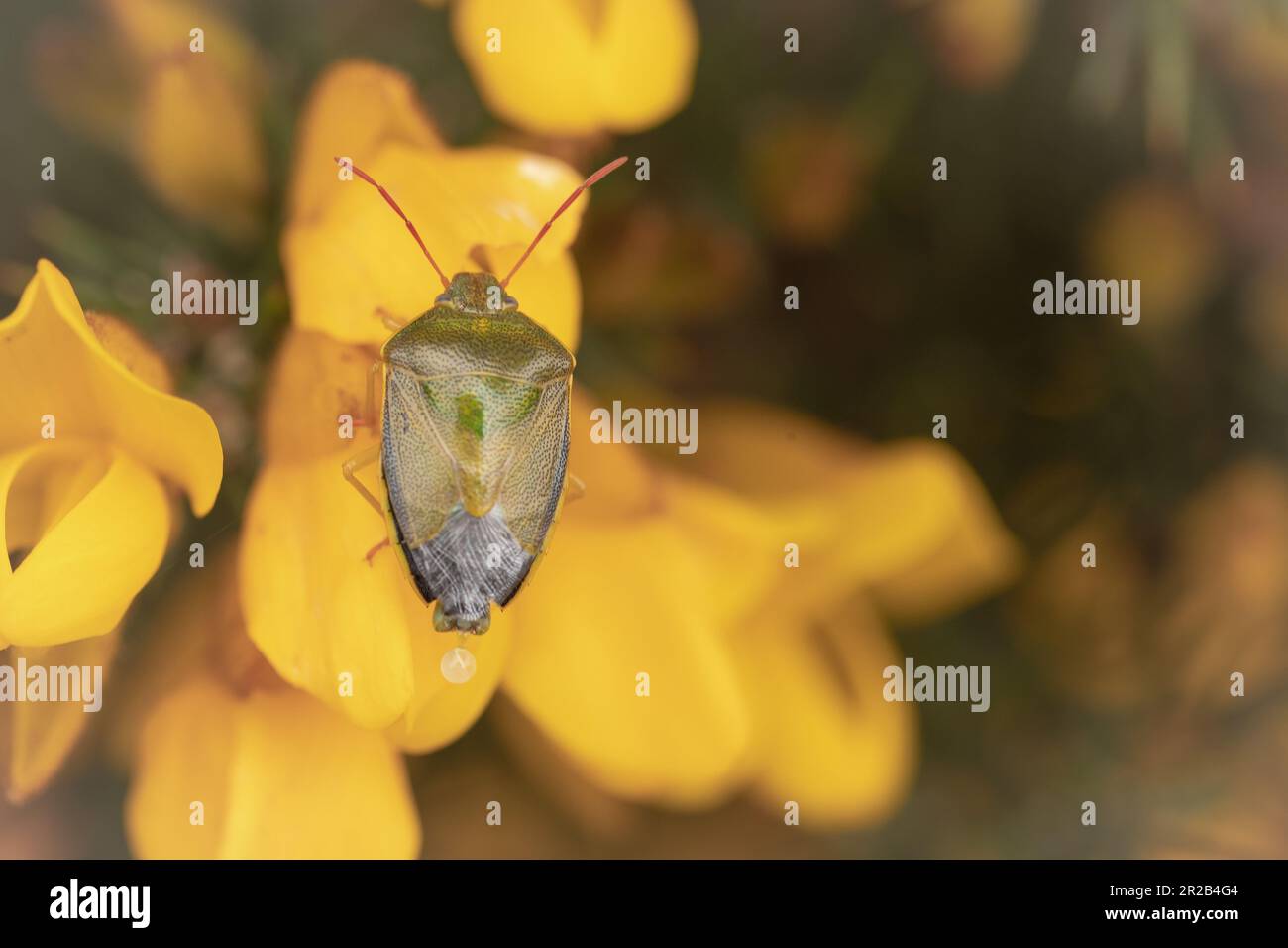 A gorse shieldbug (Piezodorus lituratus) moves across a gorse flower on ...