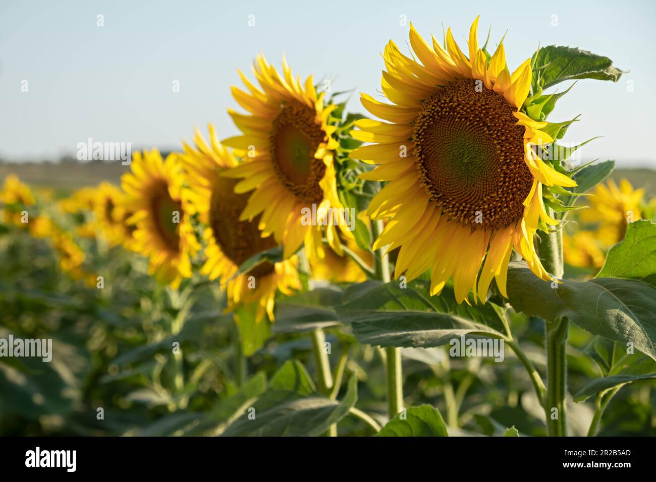 Sunflowers close-up. Beautiful sunny summer background. Sunflower ...