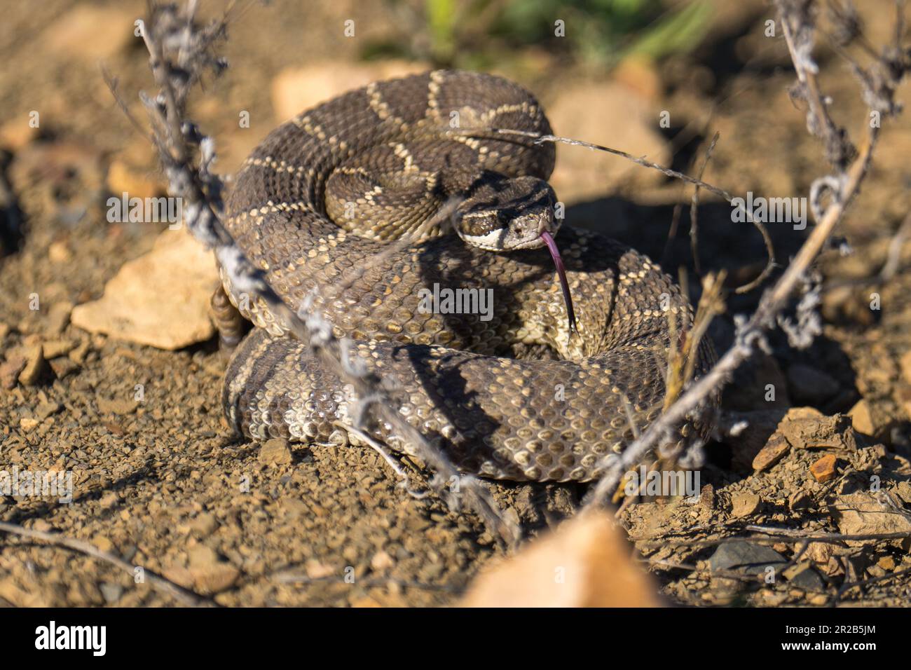Oregon rattlesnake hi-res stock photography and images - Alamy