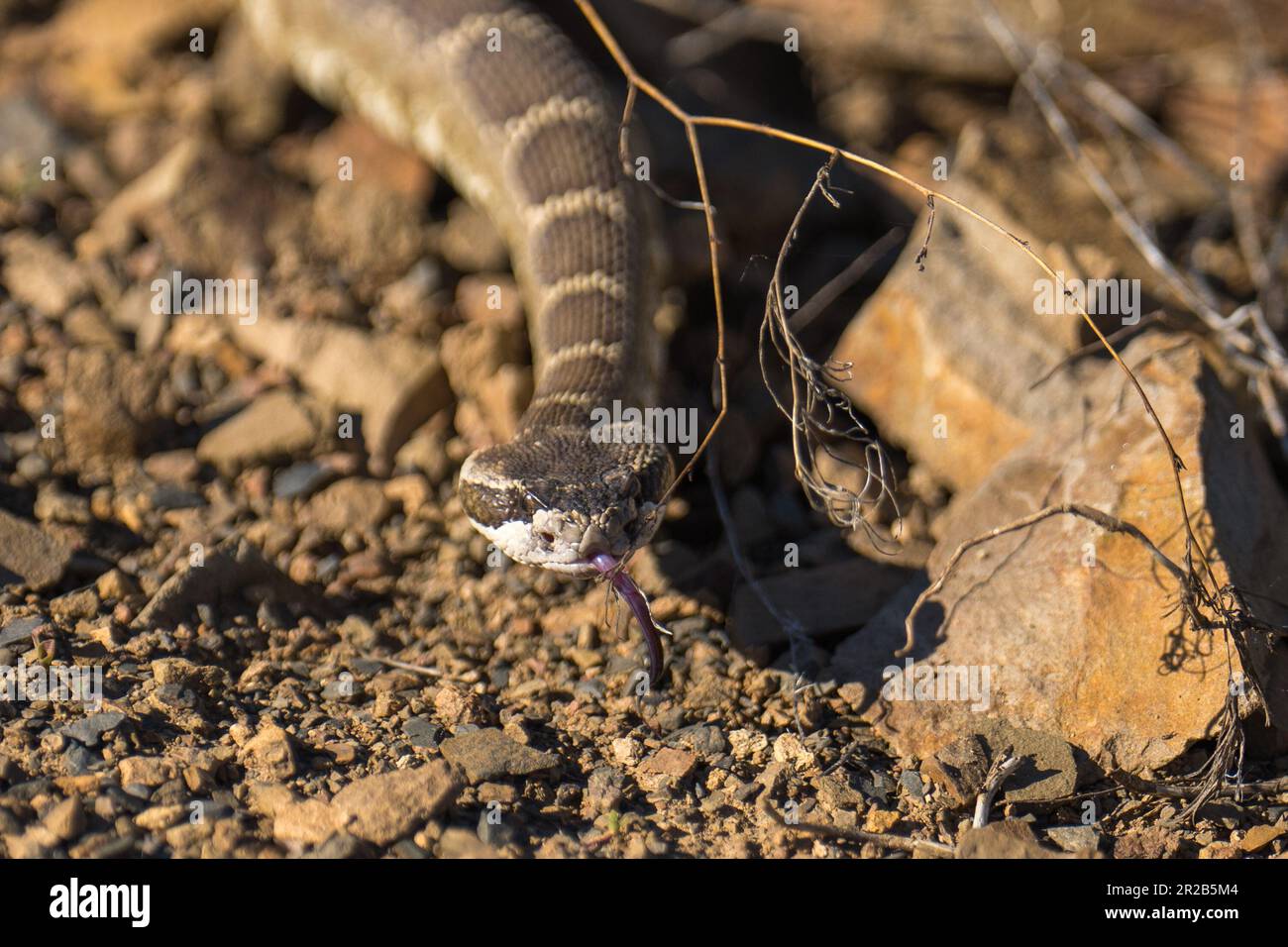 Western rattlesnake. Emigrant Lake, Ashland, Oregon Stock Photo - Alamy