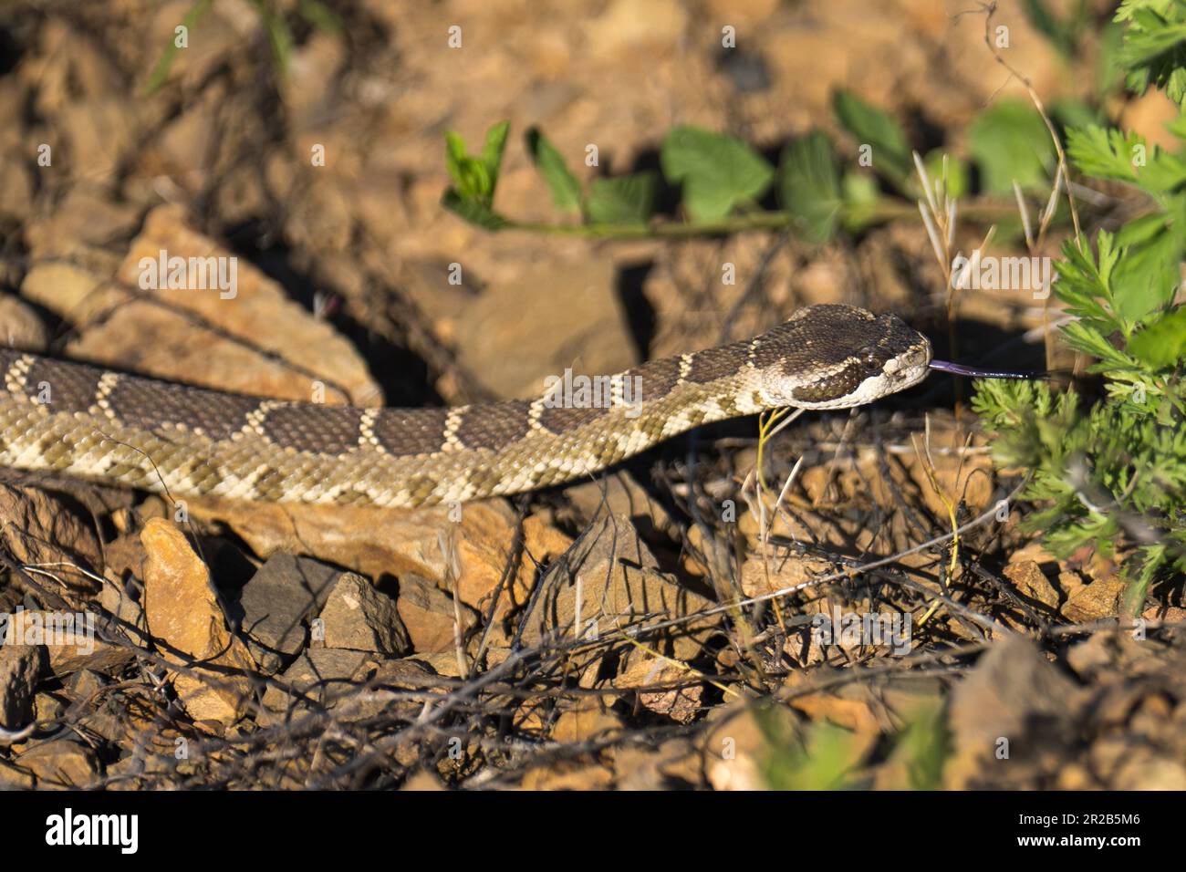 Oregon rattlesnake hi-res stock photography and images - Alamy