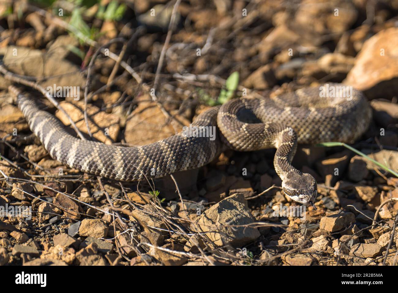 Oregon rattlesnake hi-res stock photography and images - Alamy