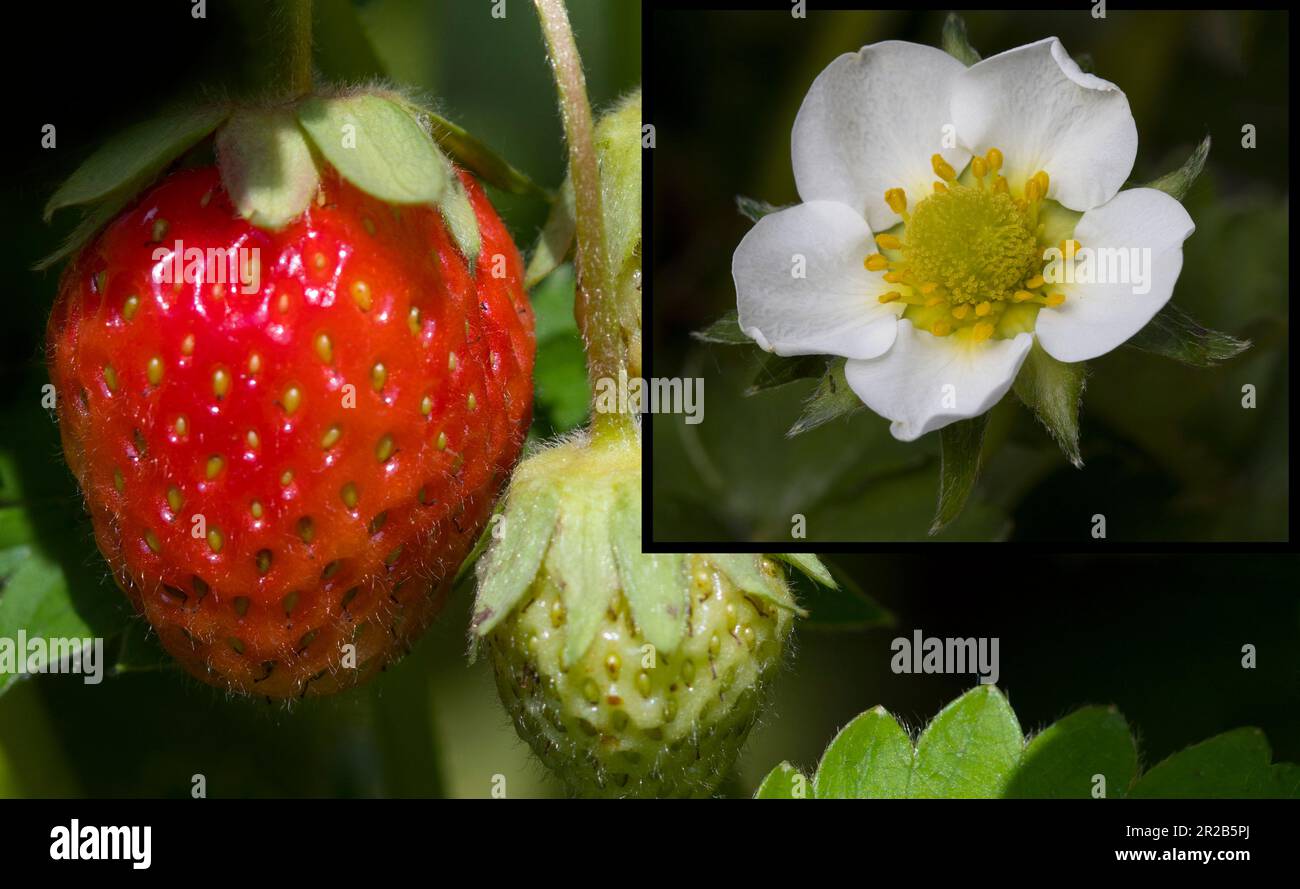 Strawberry and Strawberry Flower Stock Photo - Alamy