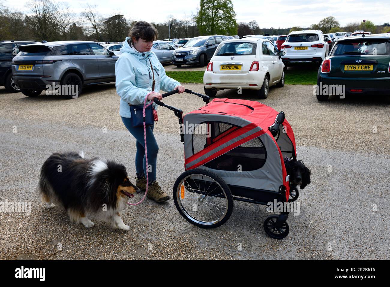 Getting Dog Stroller ready for Walking Stock Photo - Alamy