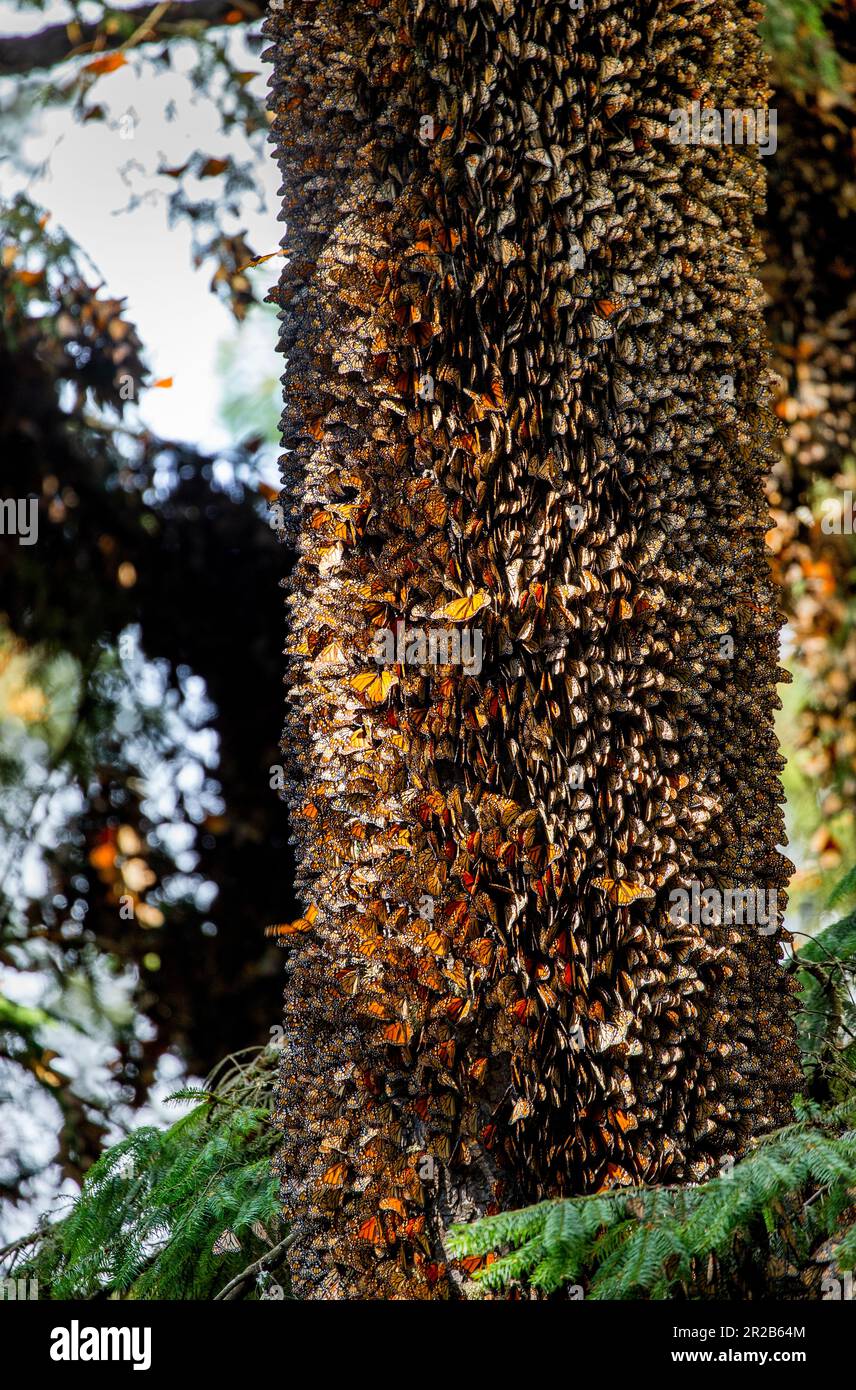 Colony of Monarch butterflies (Danaus plexippus) on a pine trunk in a ...
