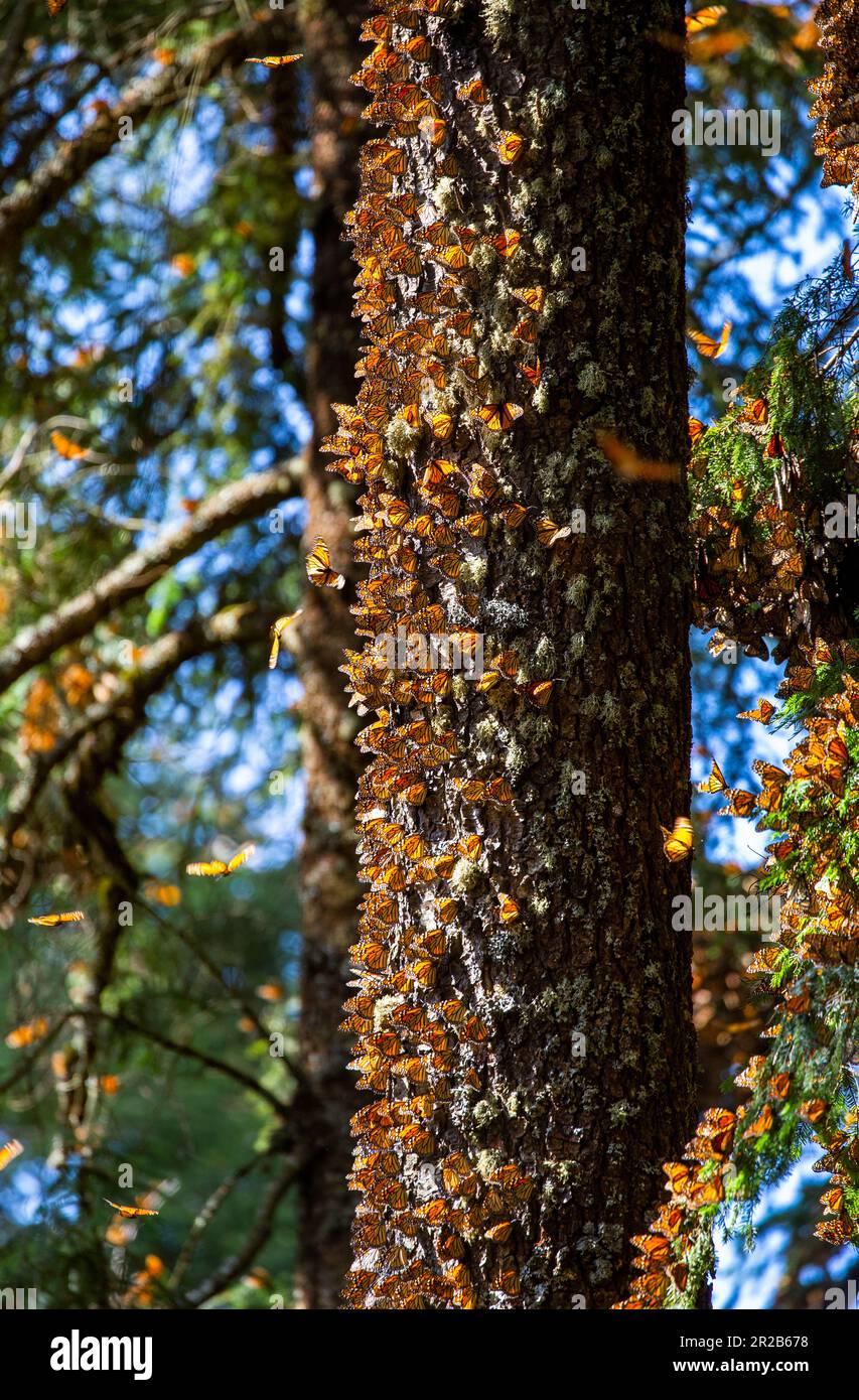 Colony of Monarch butterflies (Danaus plexippus) on a pine trunk in a ...