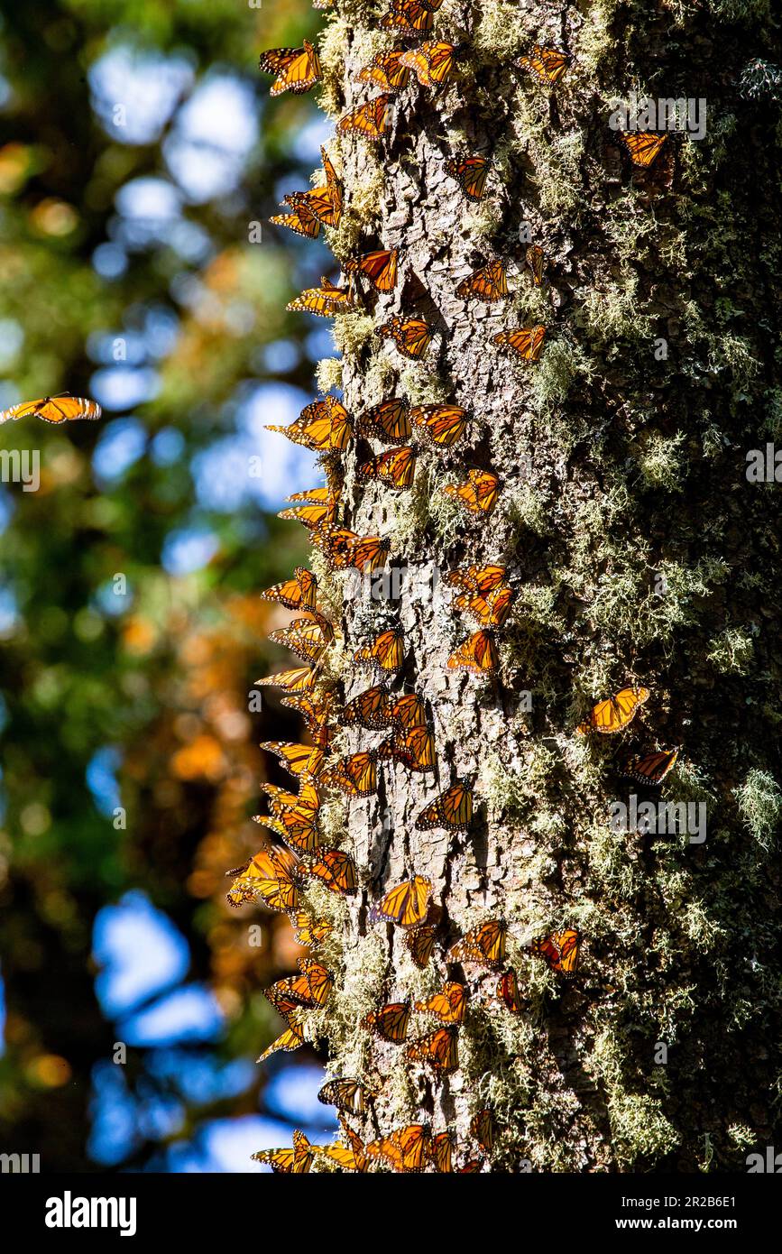 Colony of Monarch butterflies (Danaus plexippus) on a pine trunk in a ...