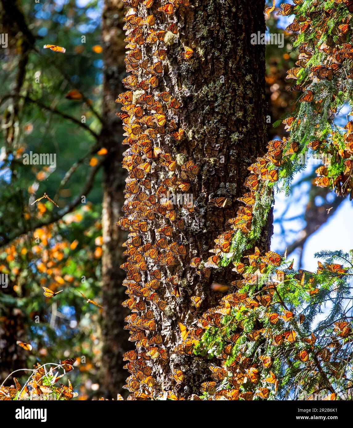 Colony of Monarch butterflies (Danaus plexippus) on a pine trunk in a ...