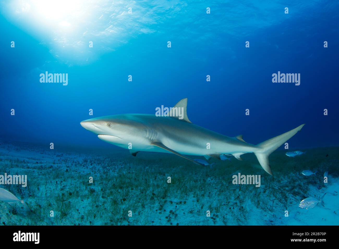 Caribbean Reef Shark (Carcharhinus perezi) over Sandy Sea Grass Bottom ...