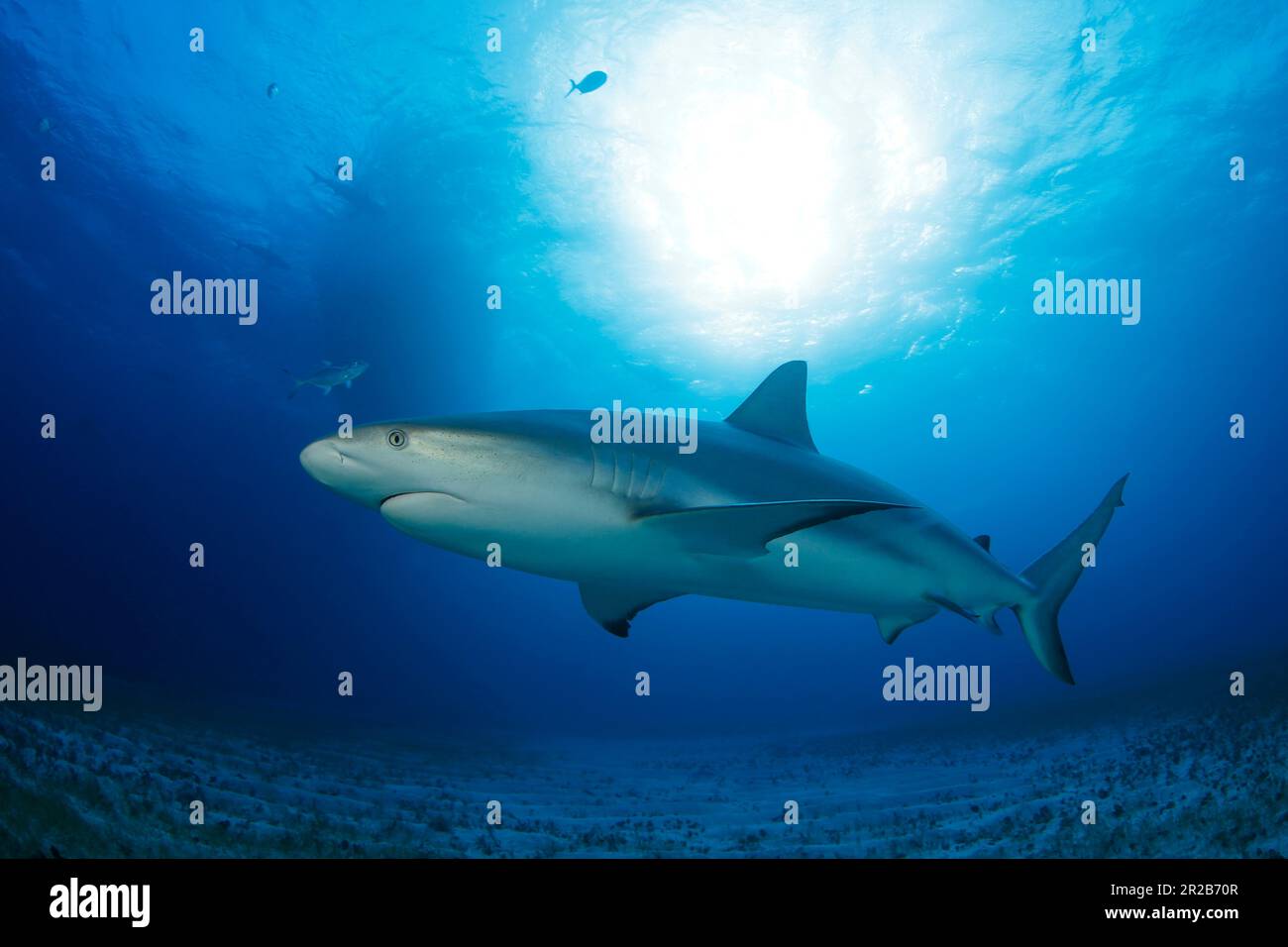 Caribbean Reef Shark (Carcharhinus perezi) over Sandy Sea Grass Bottom ...