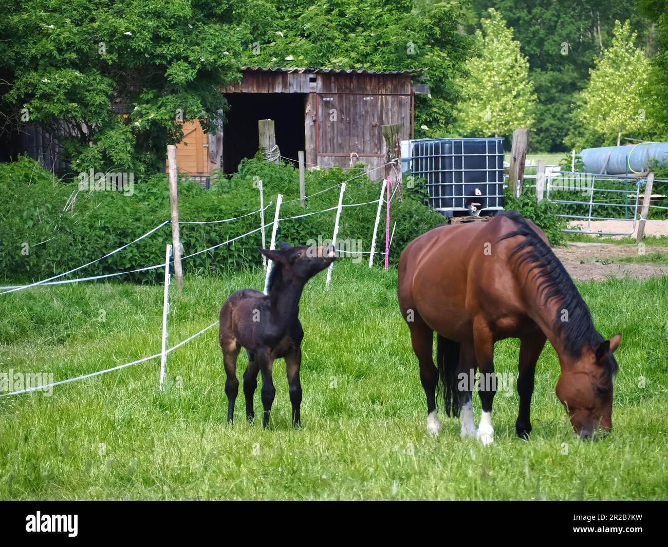 Brown horse mare with a cute foal on a meadow Stock Photo - Alamy