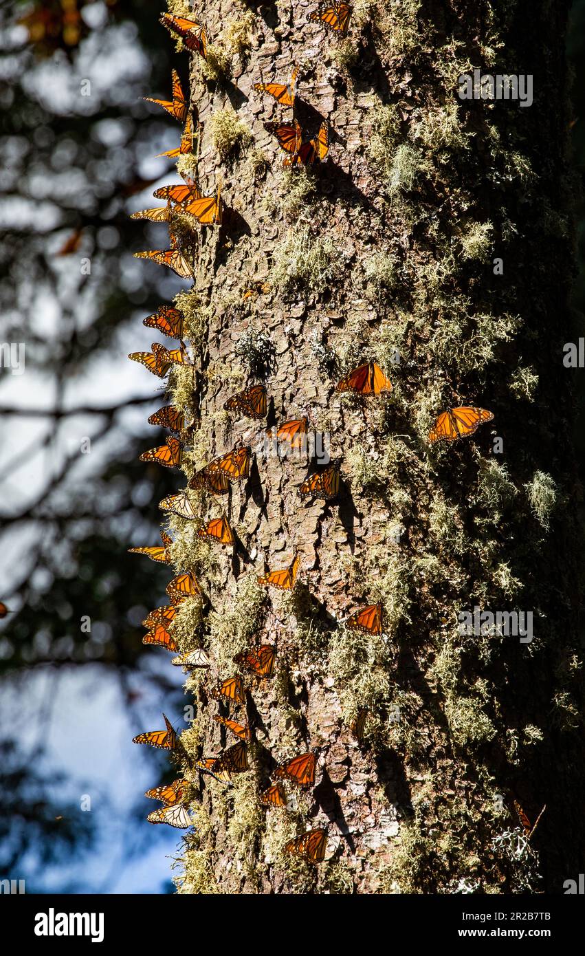 Colony of Monarch butterflies (Danaus plexippus) on a pine trunk in a ...
