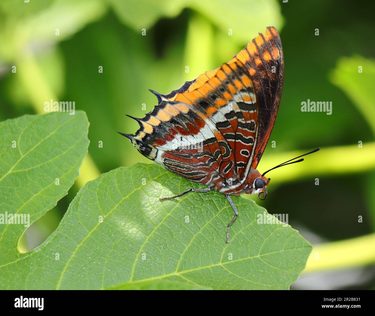 Excellent example of a female Two-tailed pasha butterfly - Charaxes ...