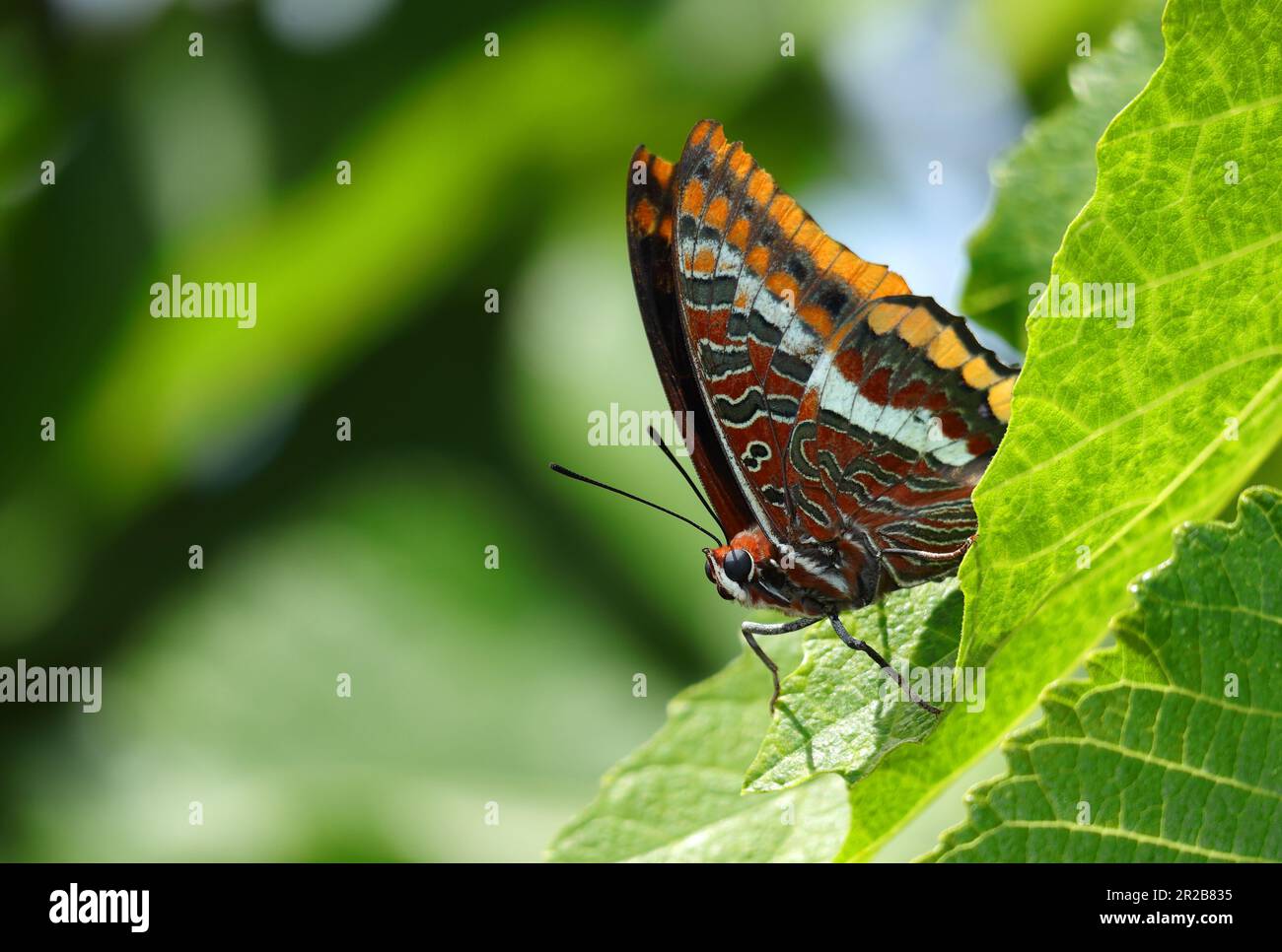 Butterfly on a fig leaf hi-res stock photography and images - Alamy