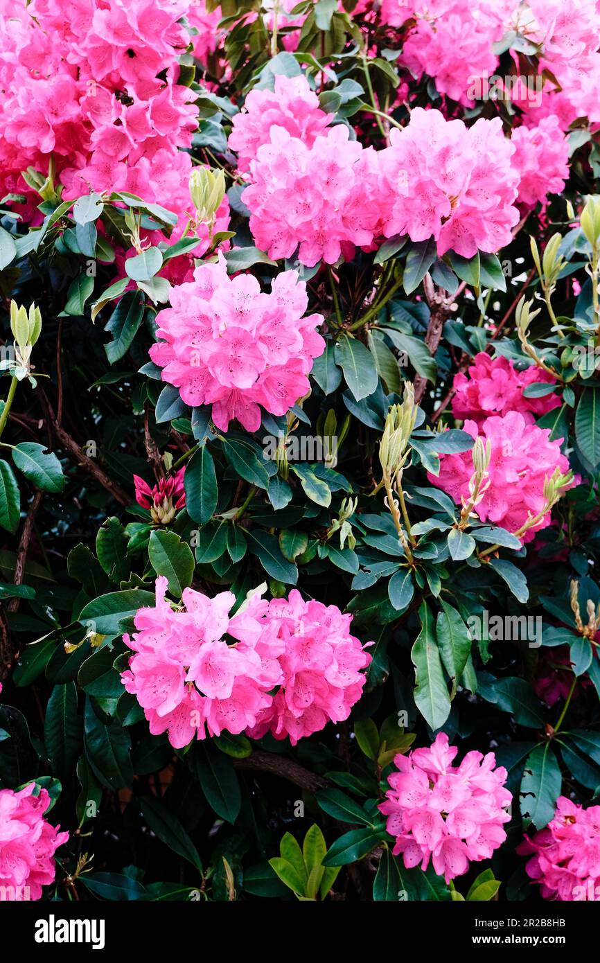 A stunning display of beautiful purple flowers, showcasing their ...