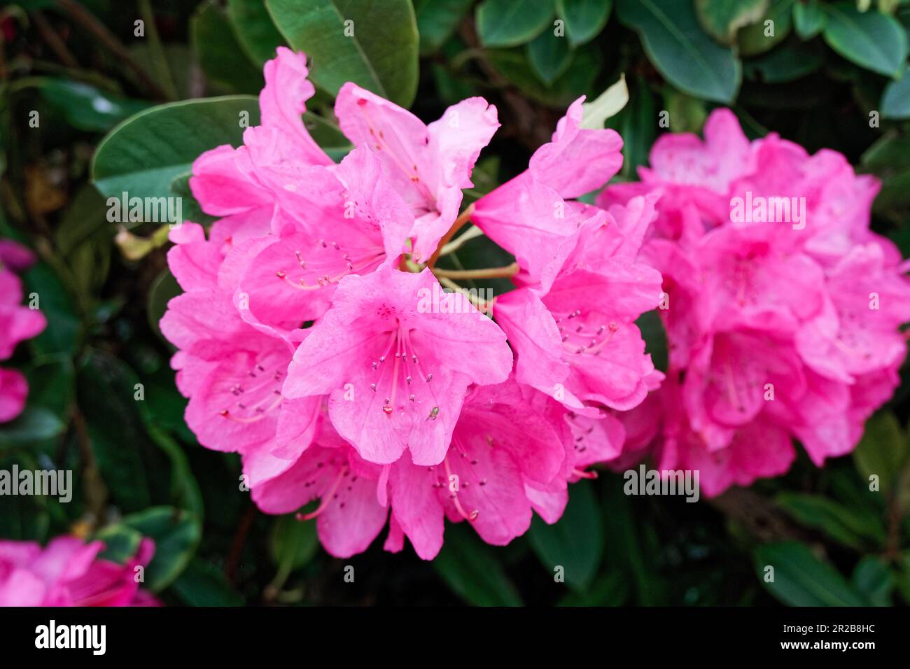 A stunning display of beautiful purple flowers, showcasing their ...