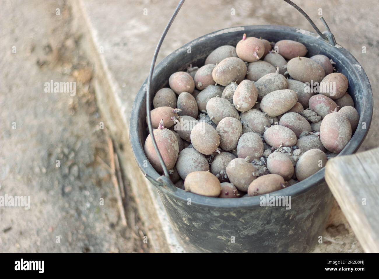 CLoseup view of red potatoes desiree in black bucket standing on ground ...
